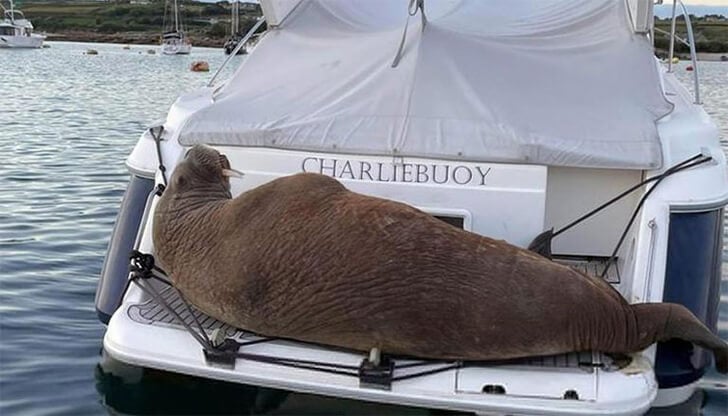 These Boating Memes Are So Funny, You'll Need a Life Jacket! - Weight ...