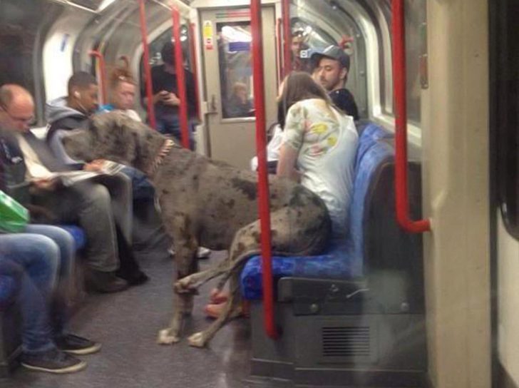 Mind the Gap: Hilarious Subway Fails You Can't Unsee! - Weight Loss Groove