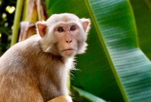 The Mystery of Human Body Parts Science Still Can’t Solve